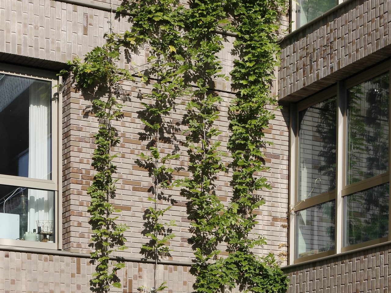 Groene gevels creëren met behulp van spankabels